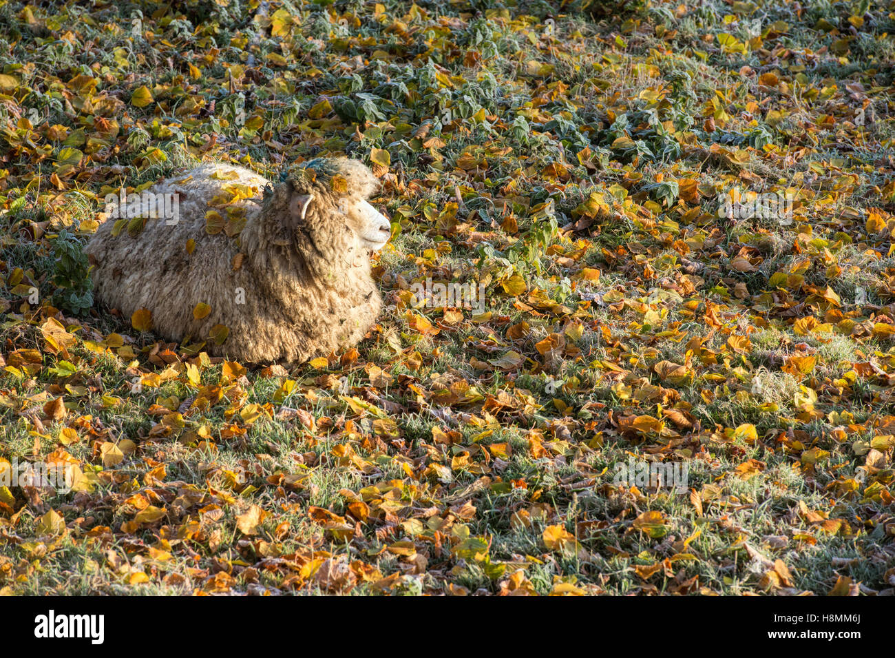 Cotswold lions hi-res stock photography and images - Alamy