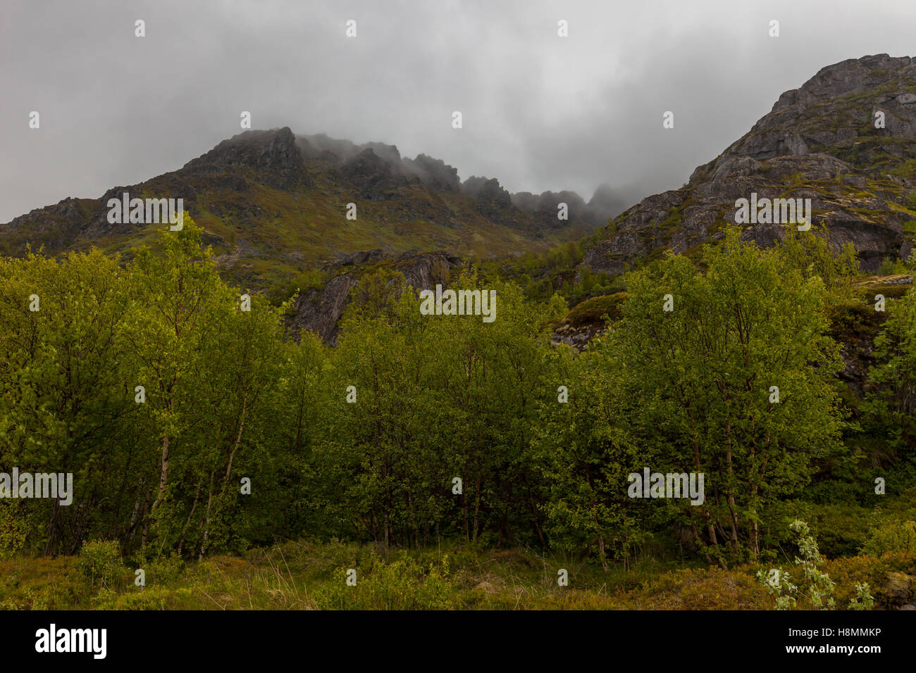 Birch trees. Lofoten Islands, Norway Stock Photo - Alamy