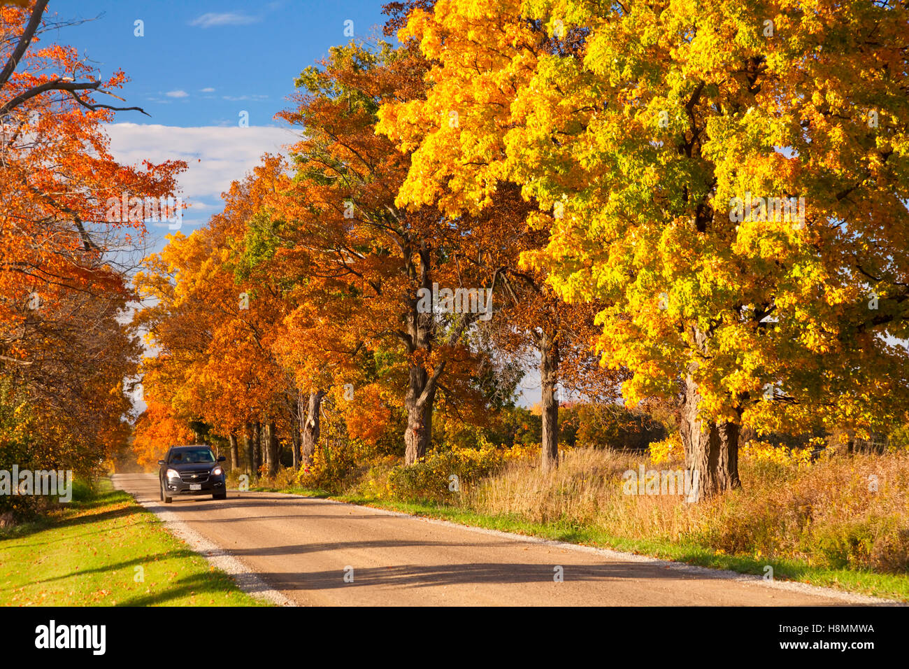 A tree lined road hi-res stock photography and images - Alamy