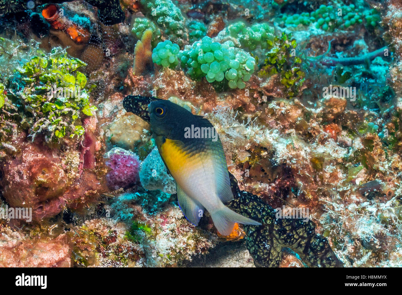 Bicolor fish hi-res stock photography and images - Alamy