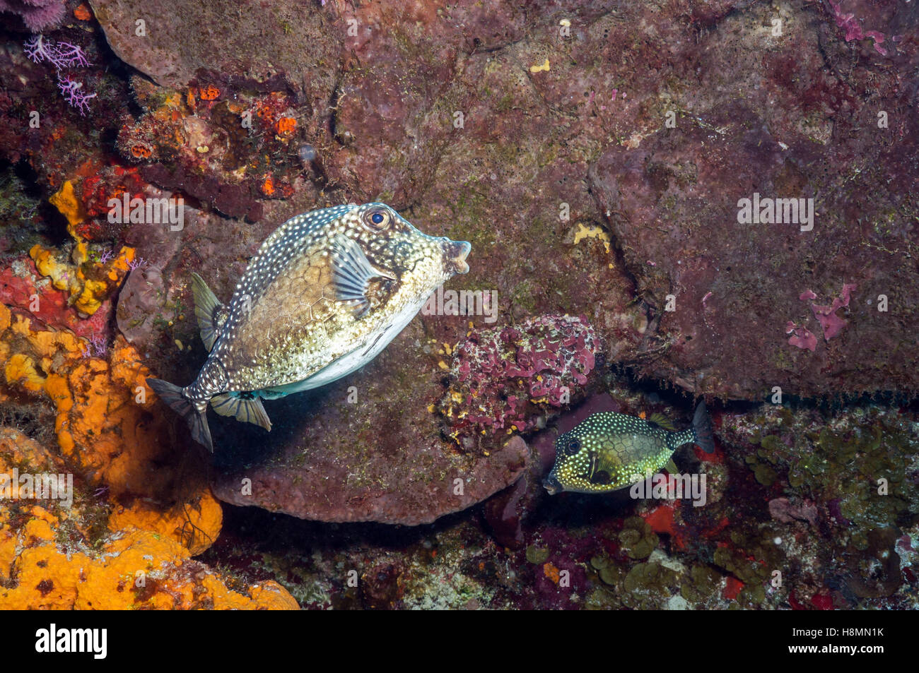 Smooth trunkfish hi-res stock photography and images - Alamy