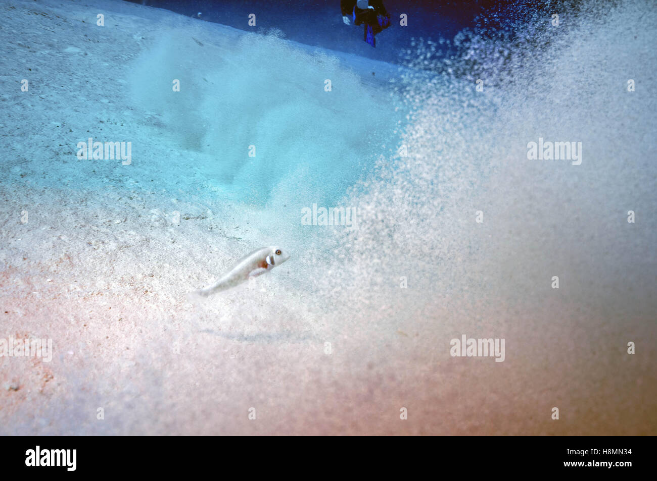 Rosy beauty hi-res stock photography and images - Alamy