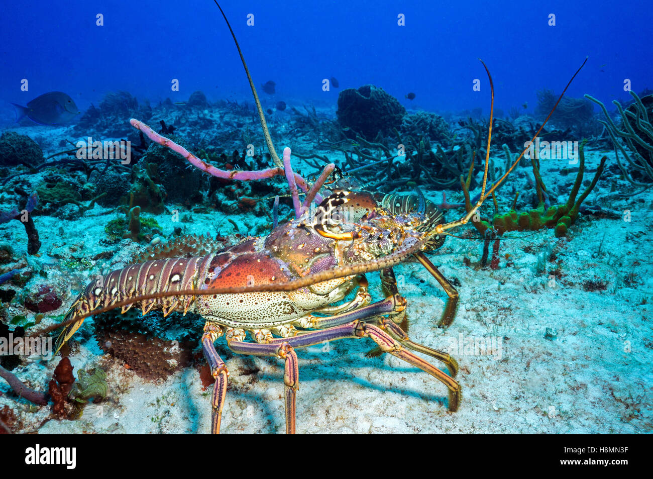 Lobster fish in water hi-res stock photography and images - Alamy