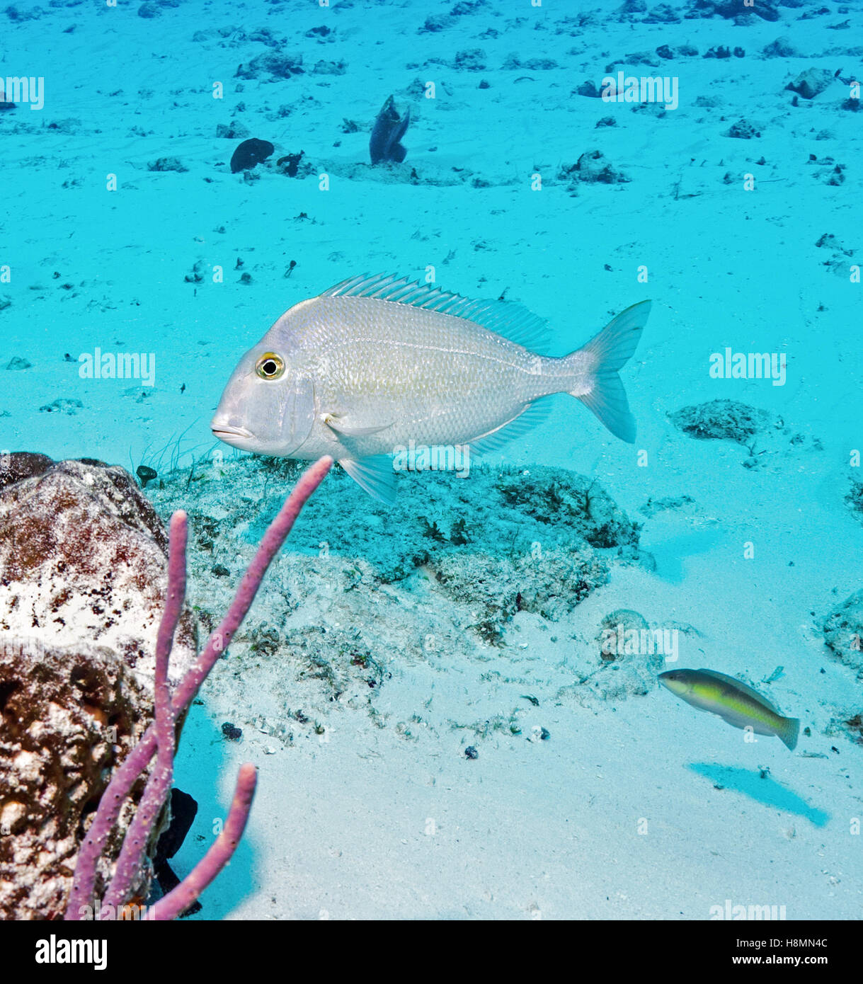 Porgy hi-res stock photography and images - Alamy