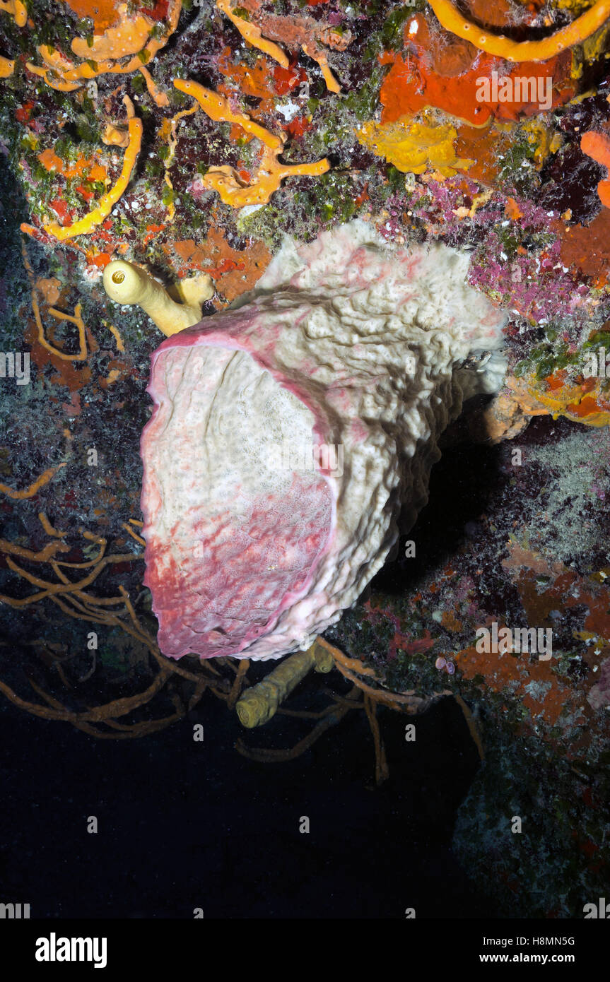 Fish in blue basket hi-res stock photography and images - Alamy