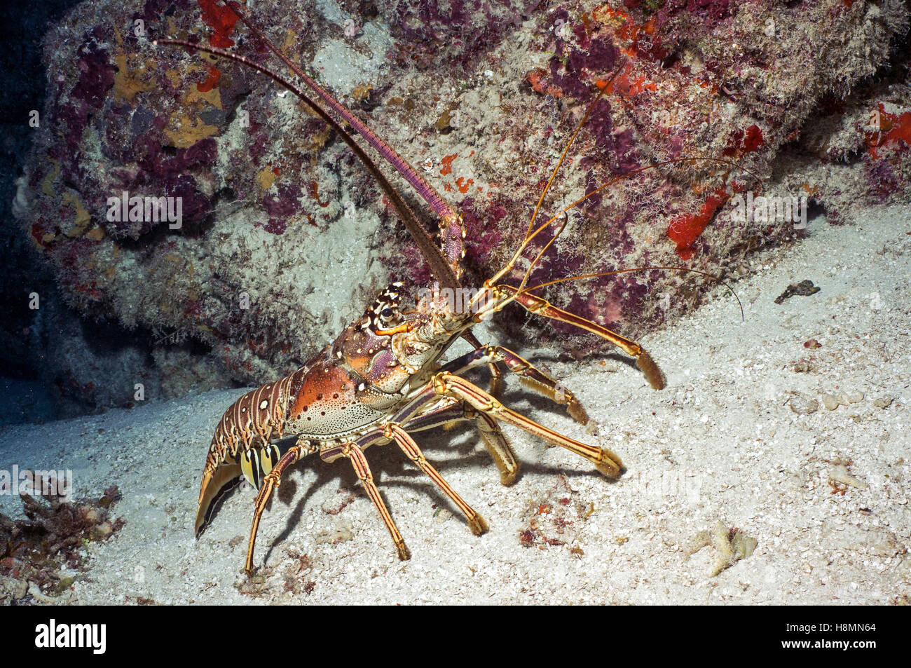 Lobster fish in water hi-res stock photography and images - Alamy