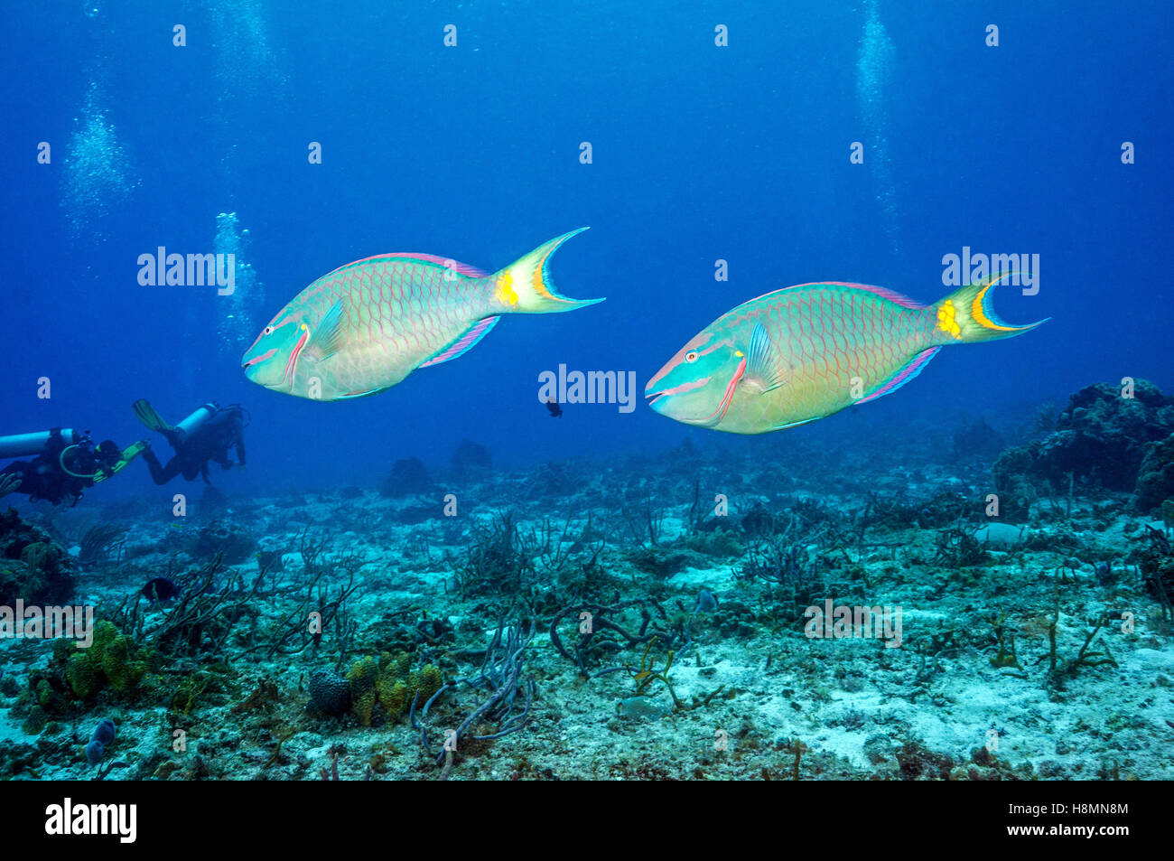 Spotlight parrotfish hi-res stock photography and images - Alamy