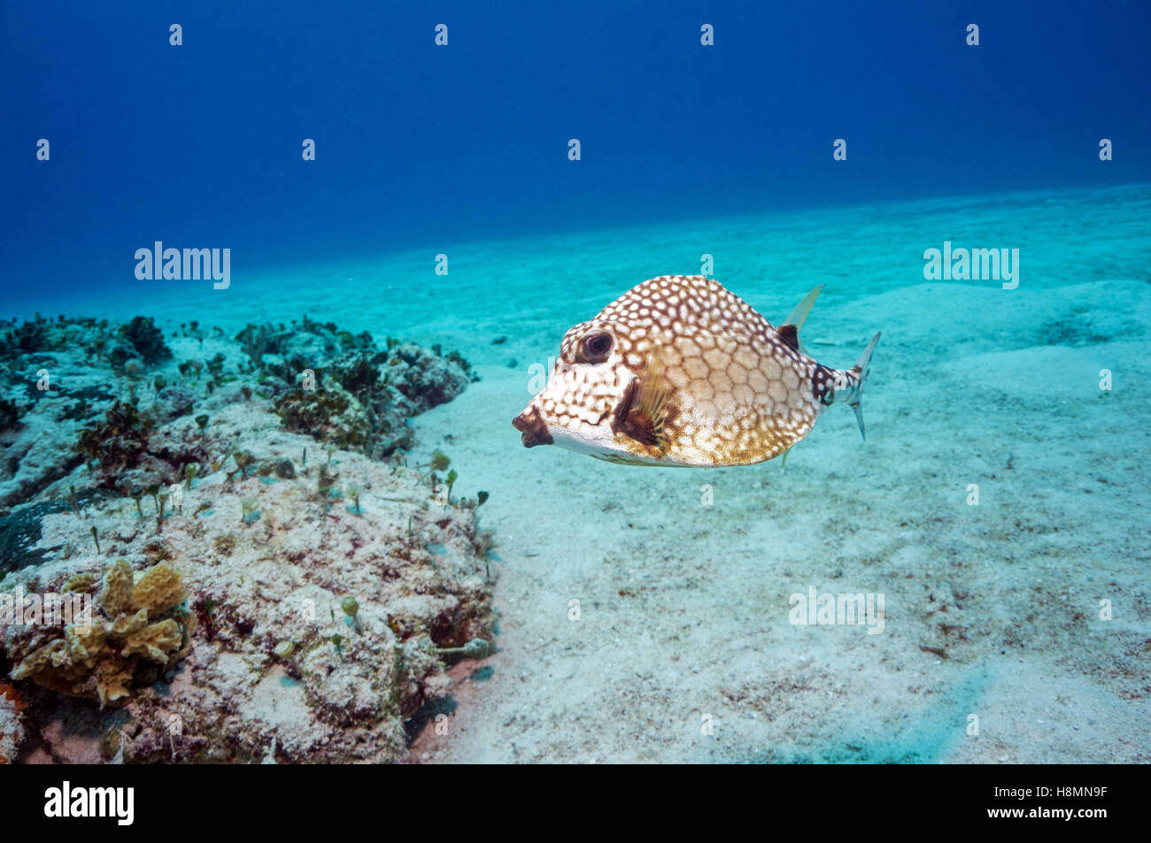 Honeycomb in nature hi-res stock photography and images - Alamy