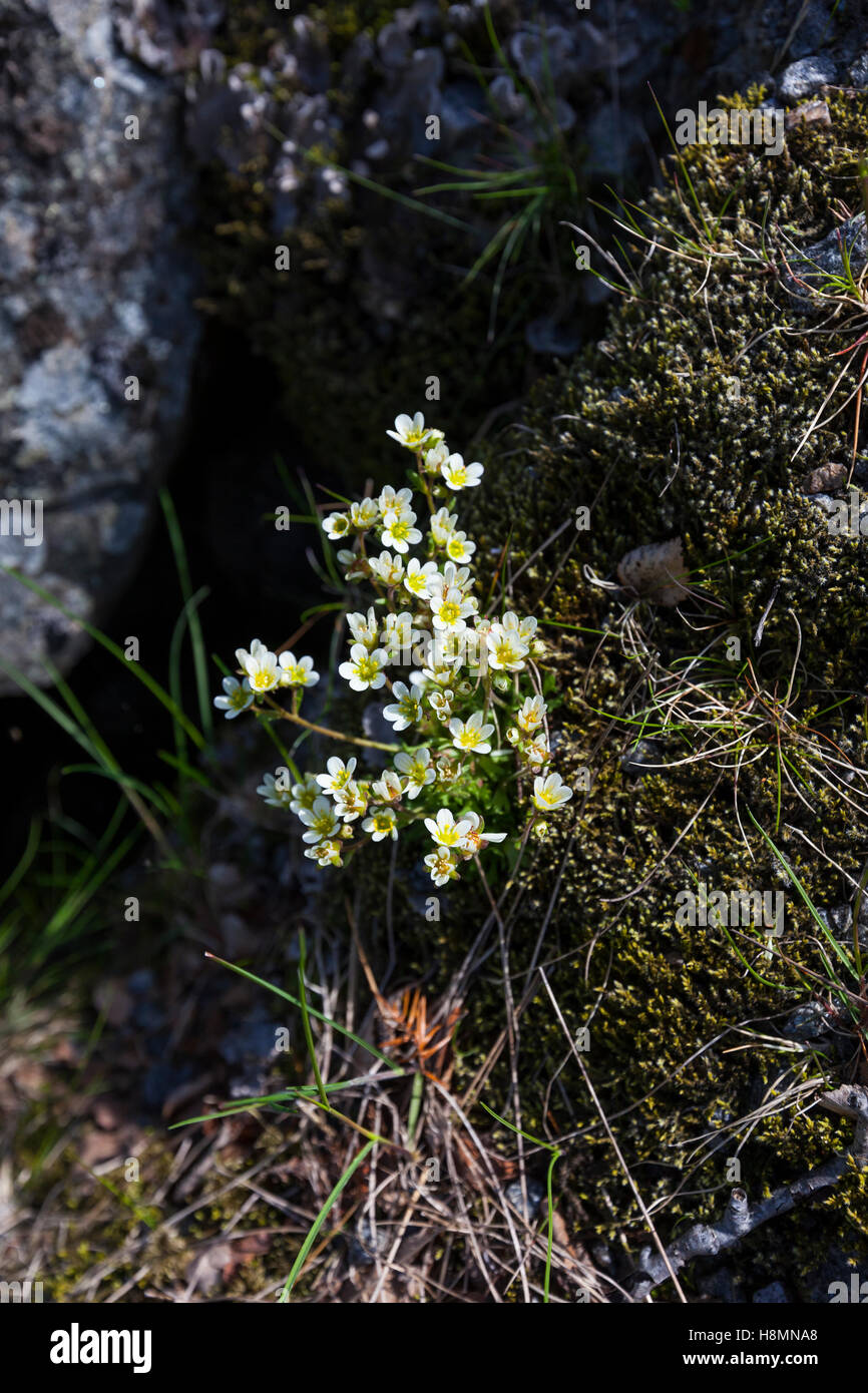 The colony forming alpine plant, Mountain avens. Lofoten wild flowers ...
