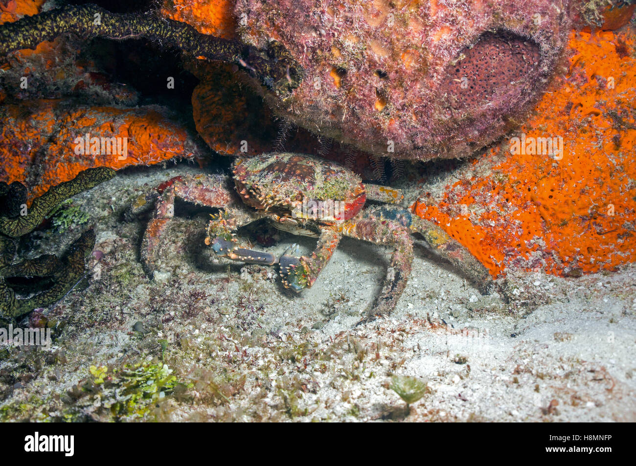 Crab in sponge hi-res stock photography and images - Alamy