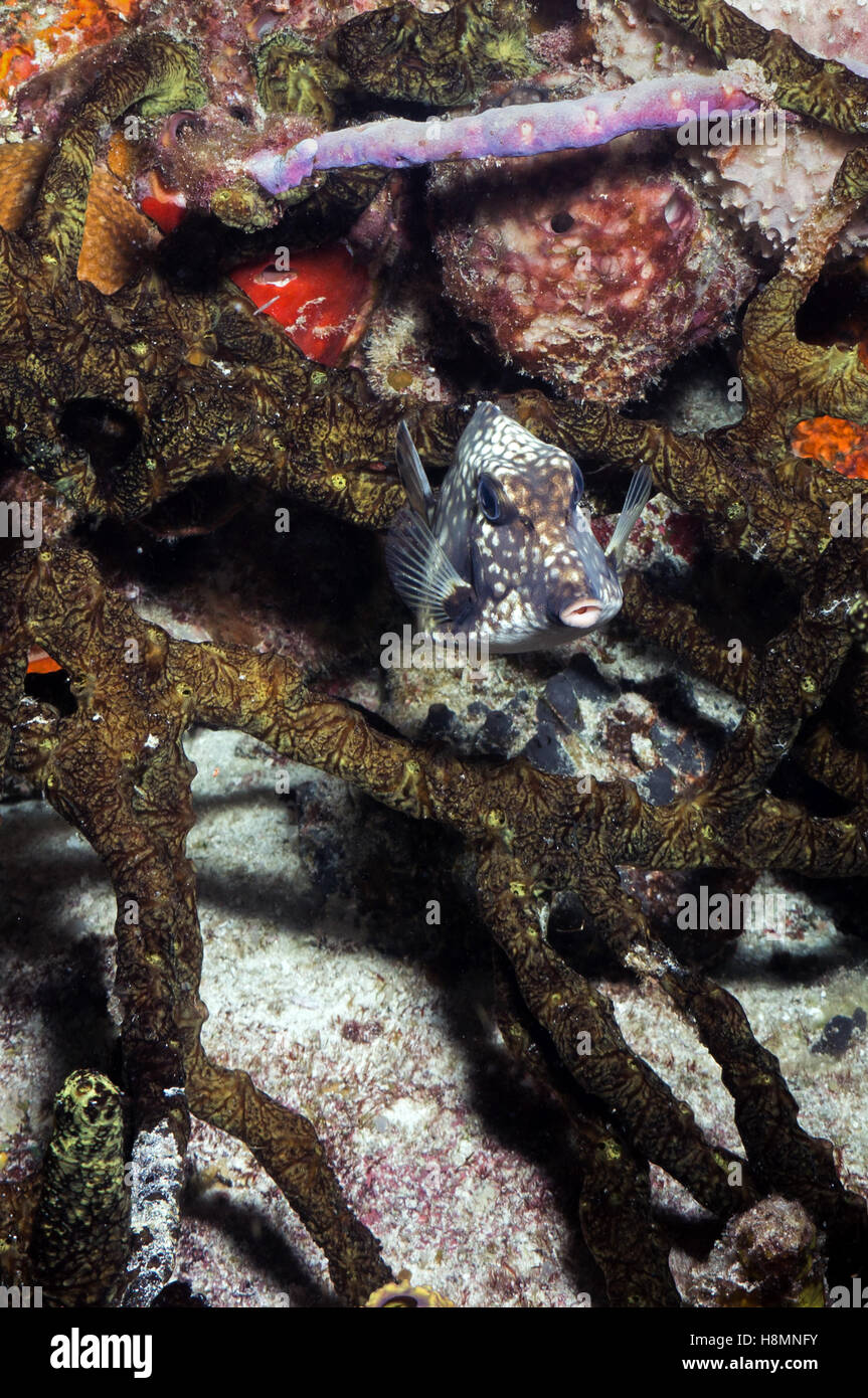 Mexico cozumel honeycomb cowfish hi-res stock photography and images ...
