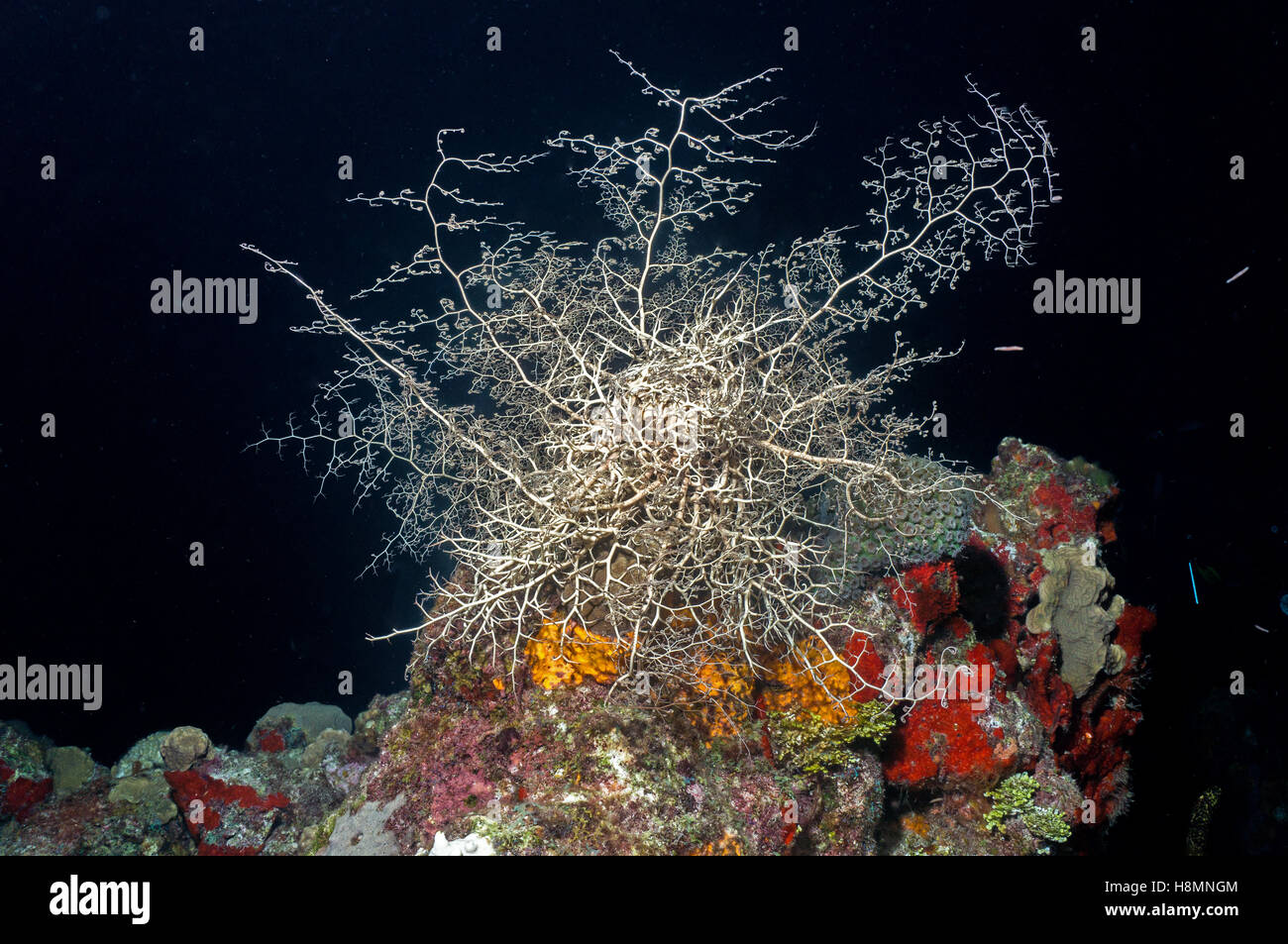 Caribbean basket star hi-res stock photography and images - Alamy