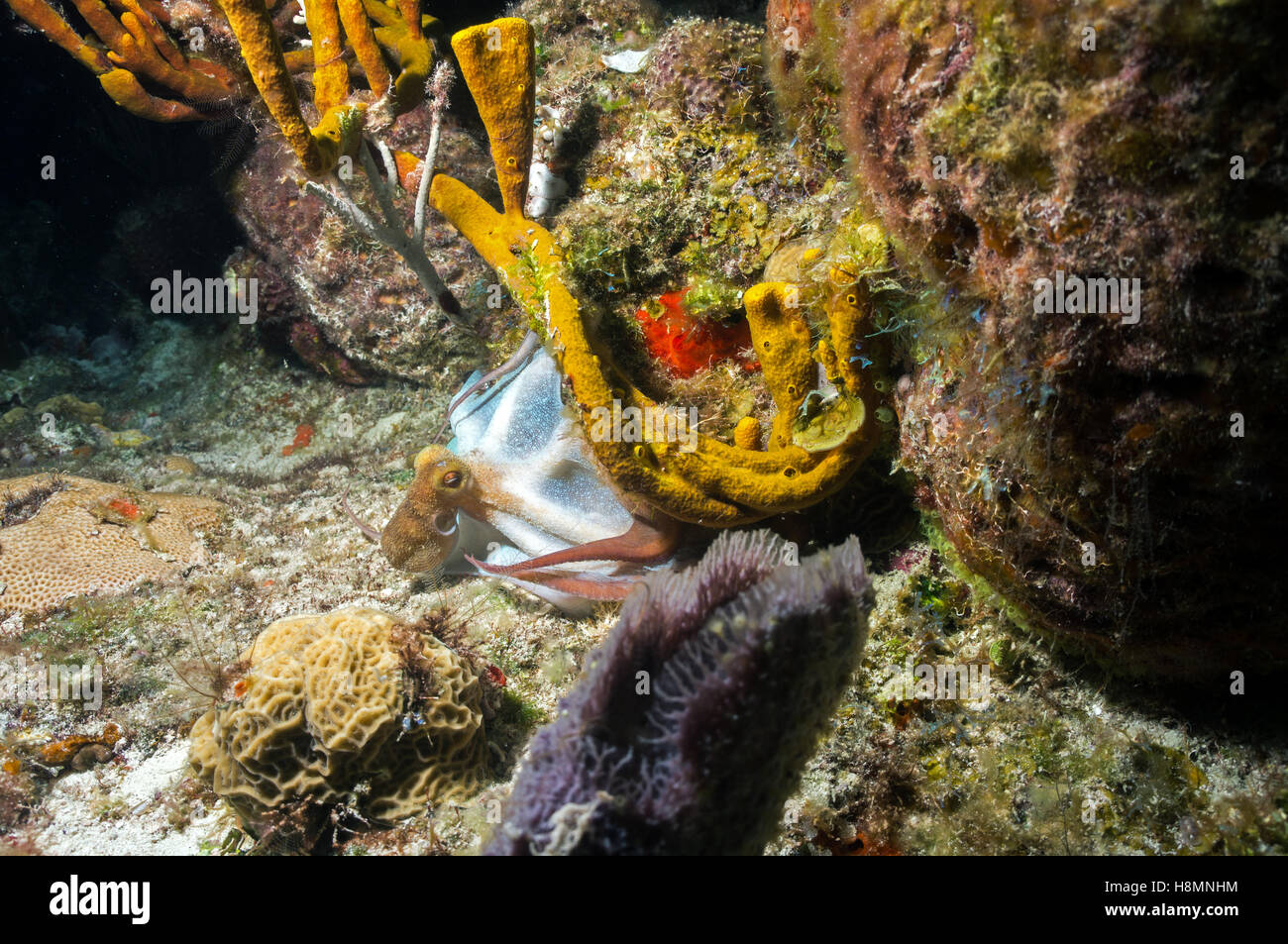 Octopus sponge hi-res stock photography and images - Alamy