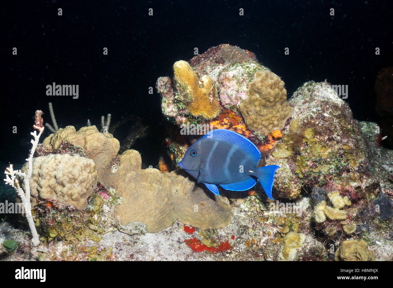 Sea turtle tang hi-res stock photography and images - Alamy