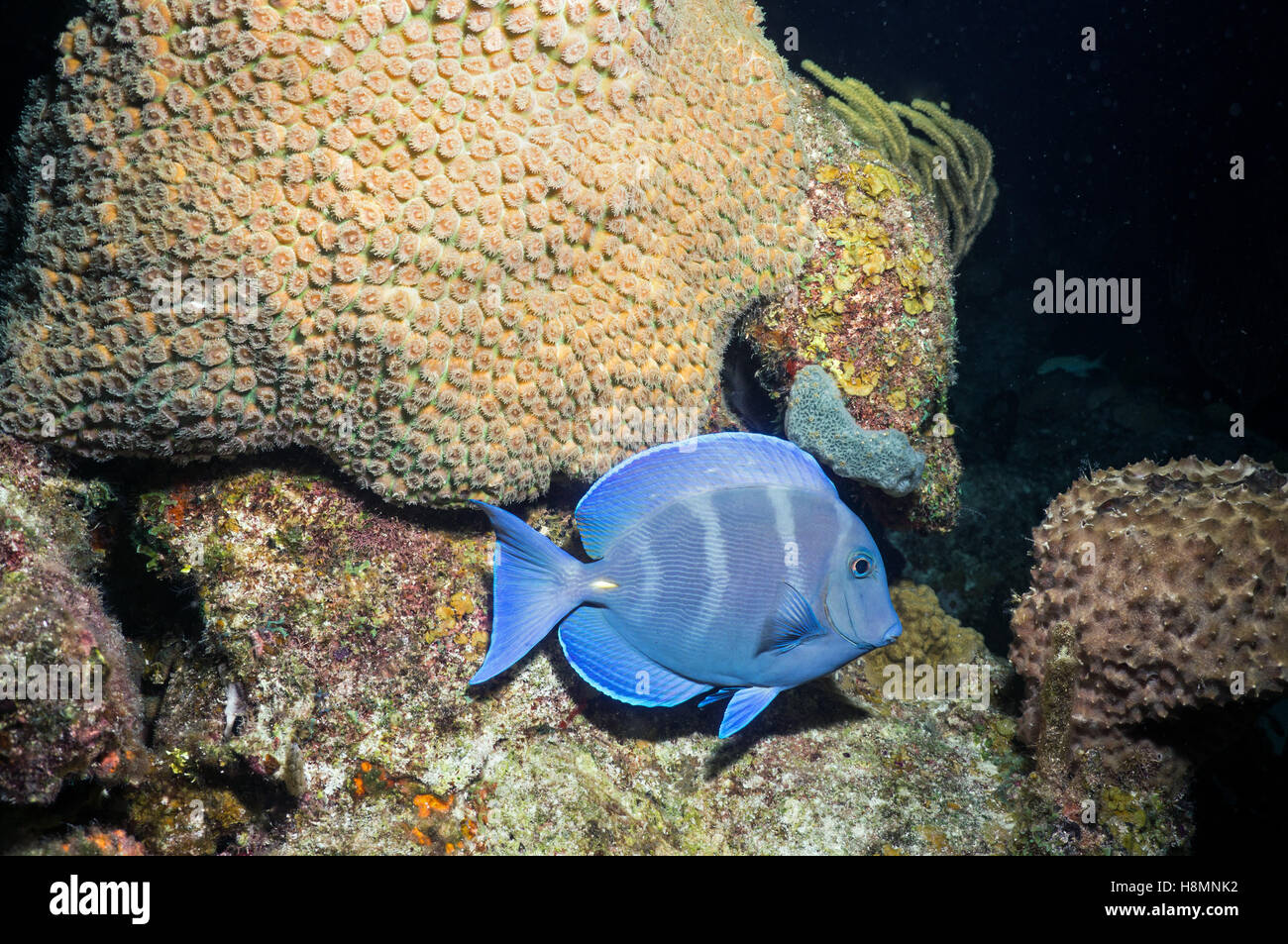 Blue tang fish caribbean hi-res stock photography and images - Alamy