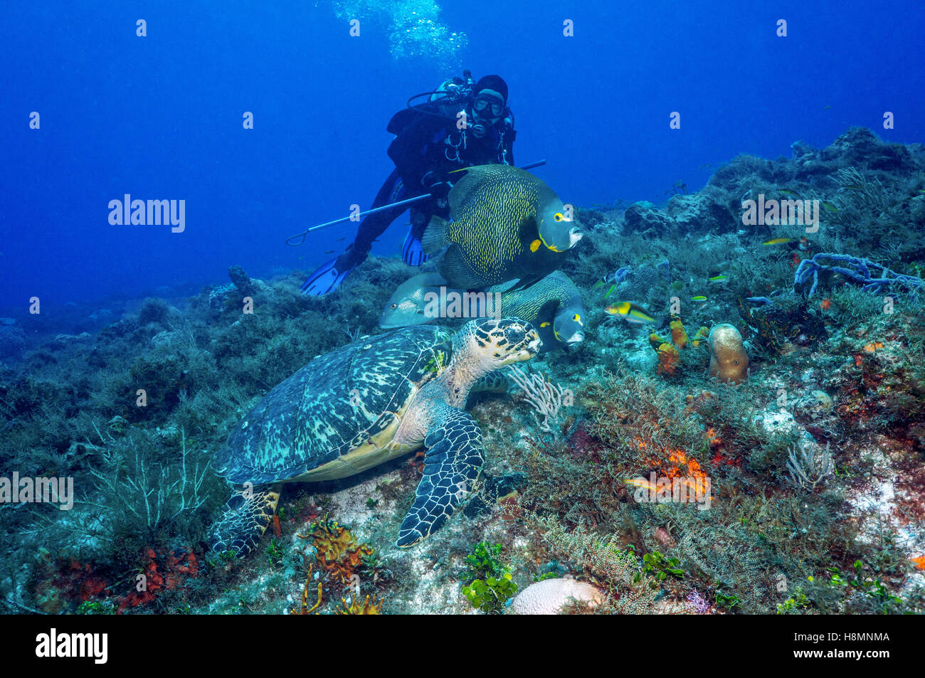 French angelfish with hawksbill sea turtle hi-res stock photography and ...