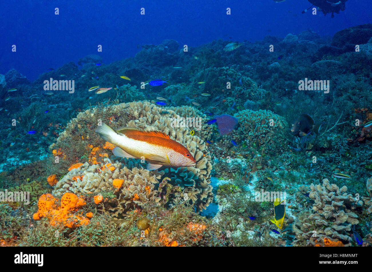 Coney fish caribbean hi-res stock photography and images - Alamy