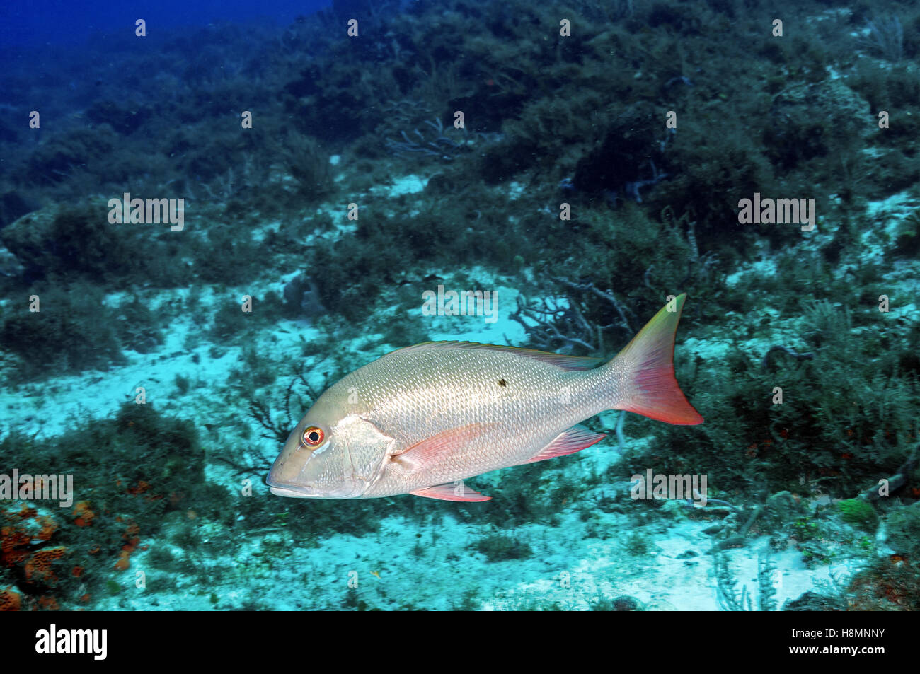 Mutton snapper hi-res stock photography and images - Alamy