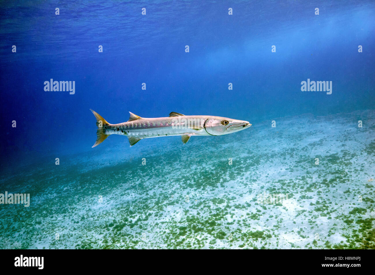 Species barracuda hi-res stock photography and images - Alamy