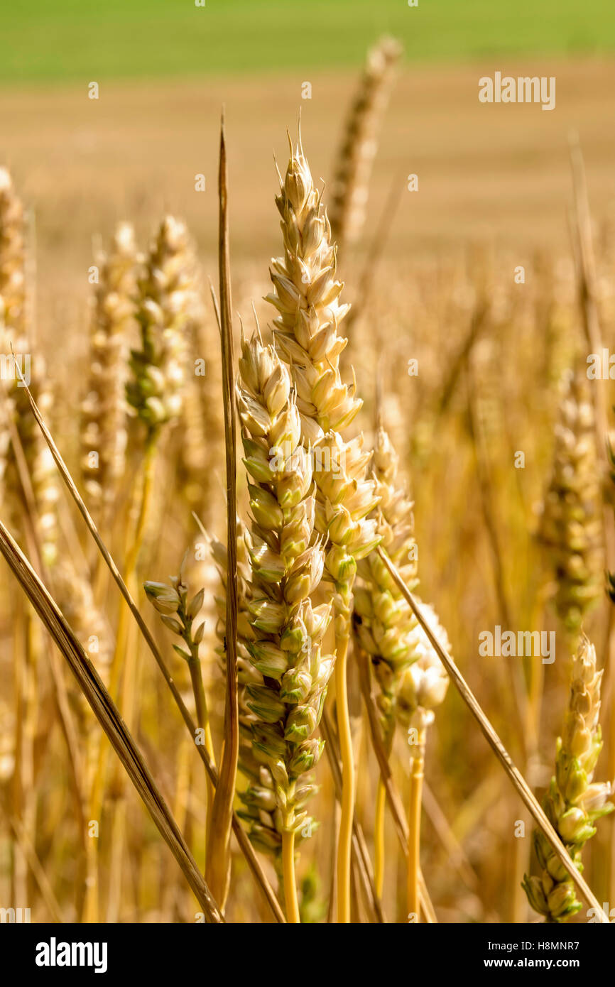 Wheat fields in Kent South East England near Elmstead village next to ...
