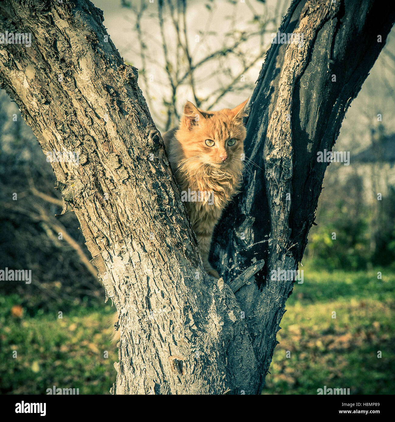 Red domestic tomcat on the tree Stock Photo - Alamy