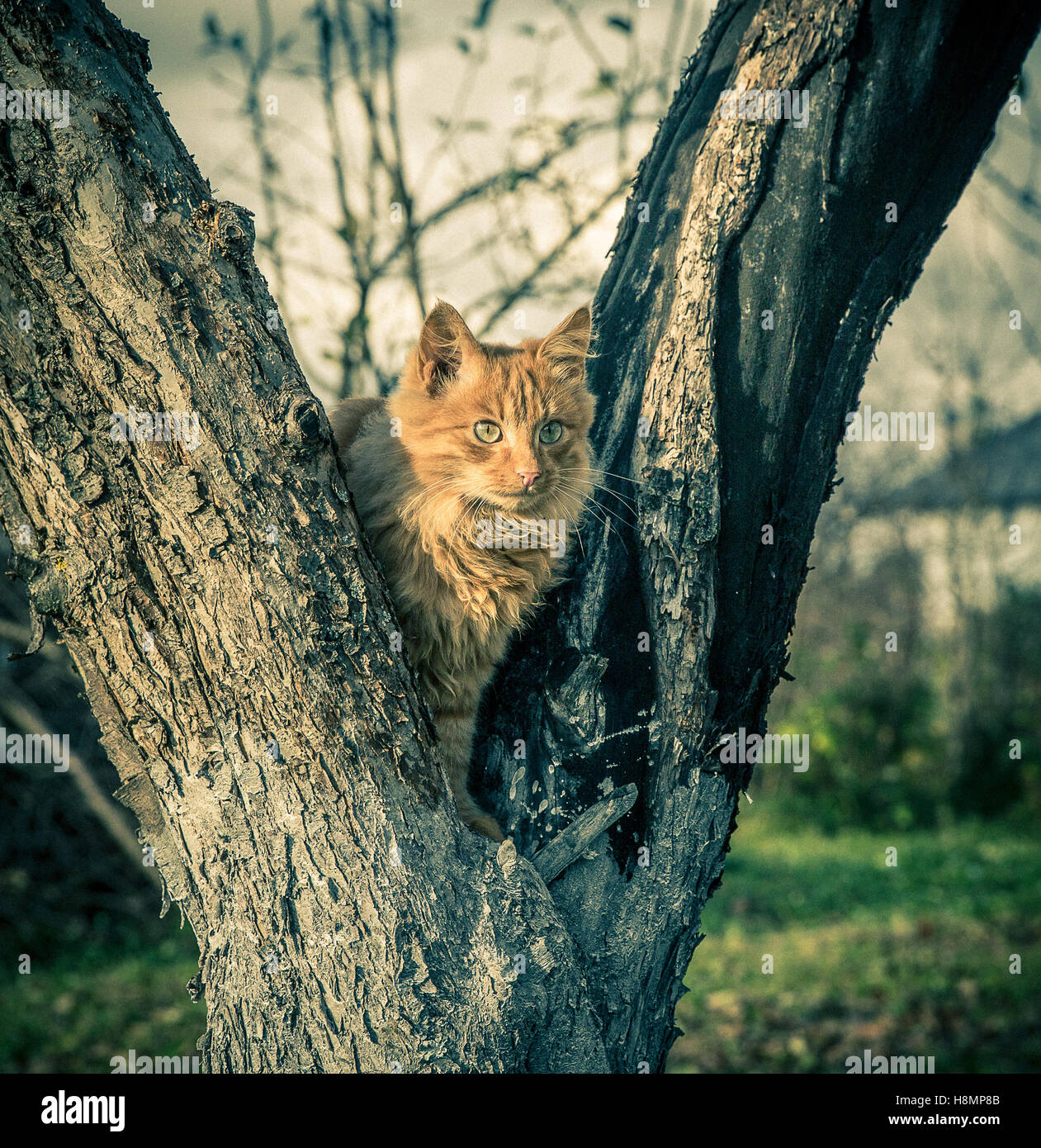 Red domestic tomcat on the tree Stock Photo - Alamy
