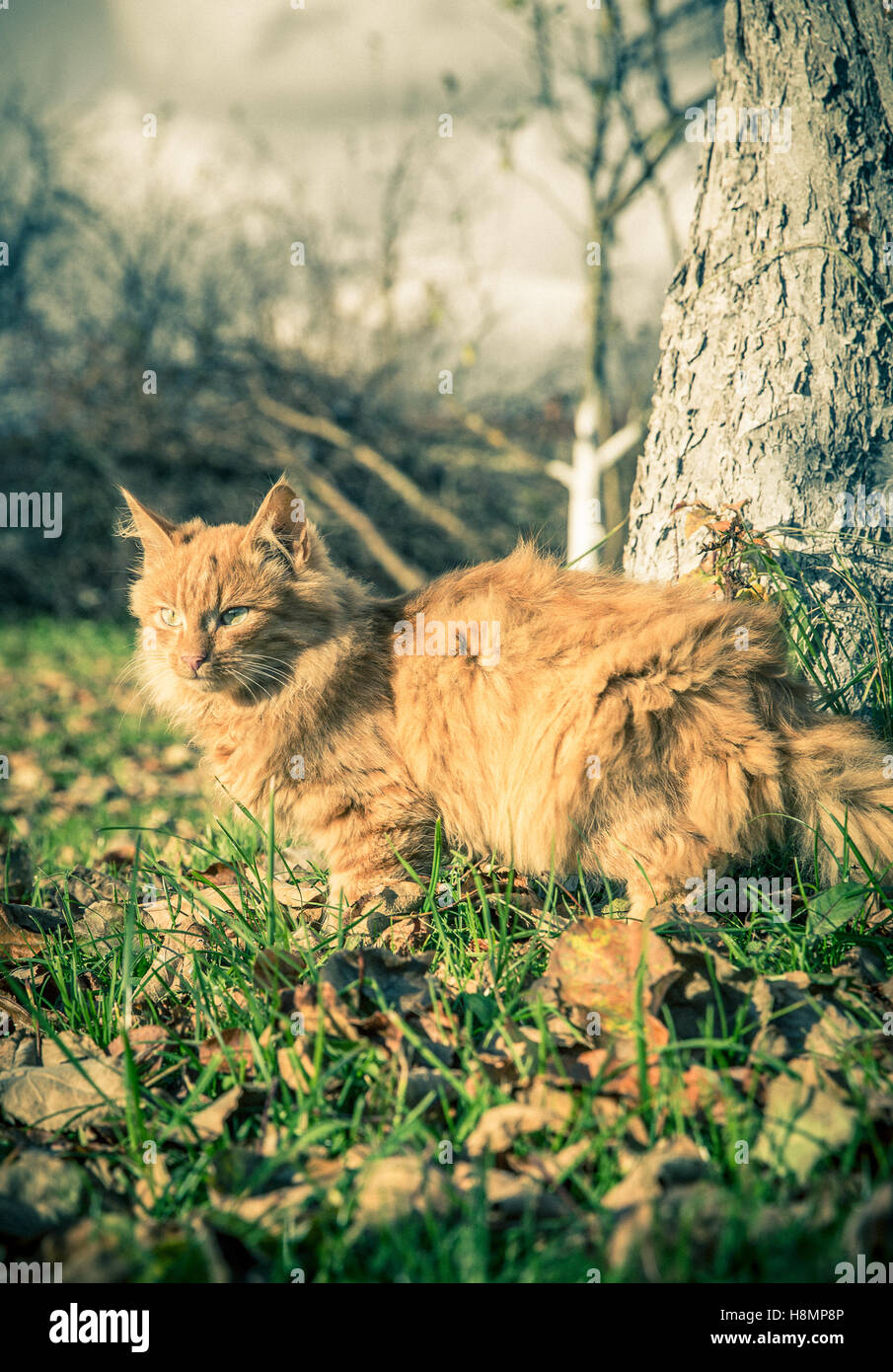 Red domestic tomcat among the grass and leaves Stock Photo - Alamy