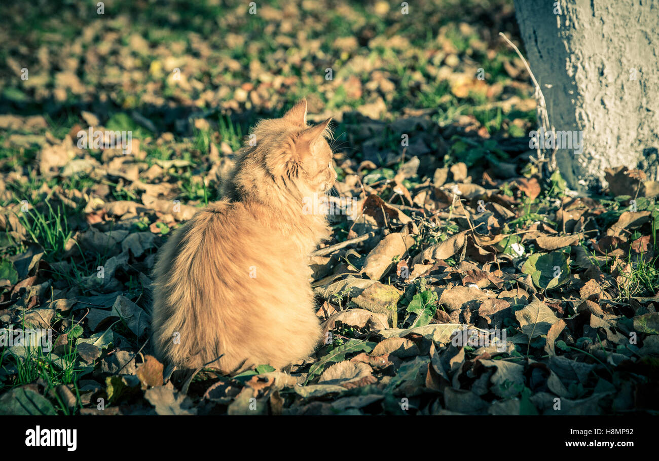 Red domestic tomcat among the grass and leaves Stock Photo - Alamy