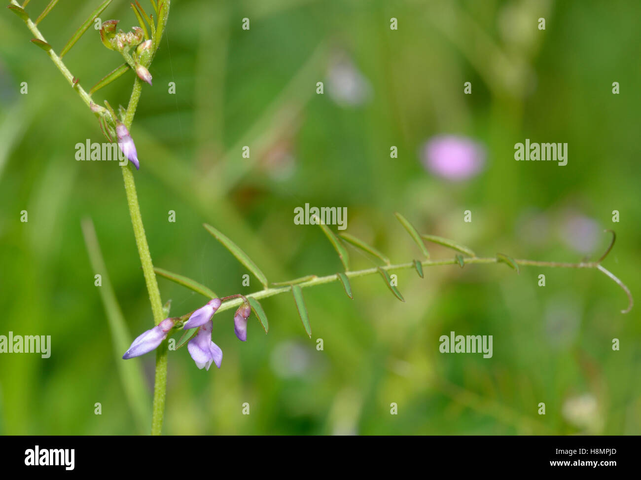 Slender Tare or Vetch - Vicia parviflora syn. V. laxiflora & V ...