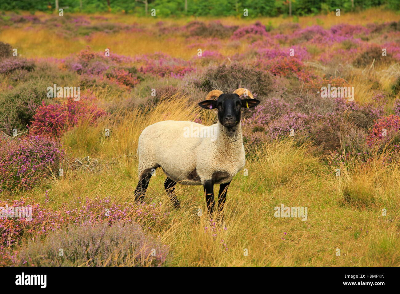 Suffolk Wildlife Trust sheep conservation grazing of heathland, Suffolk ...