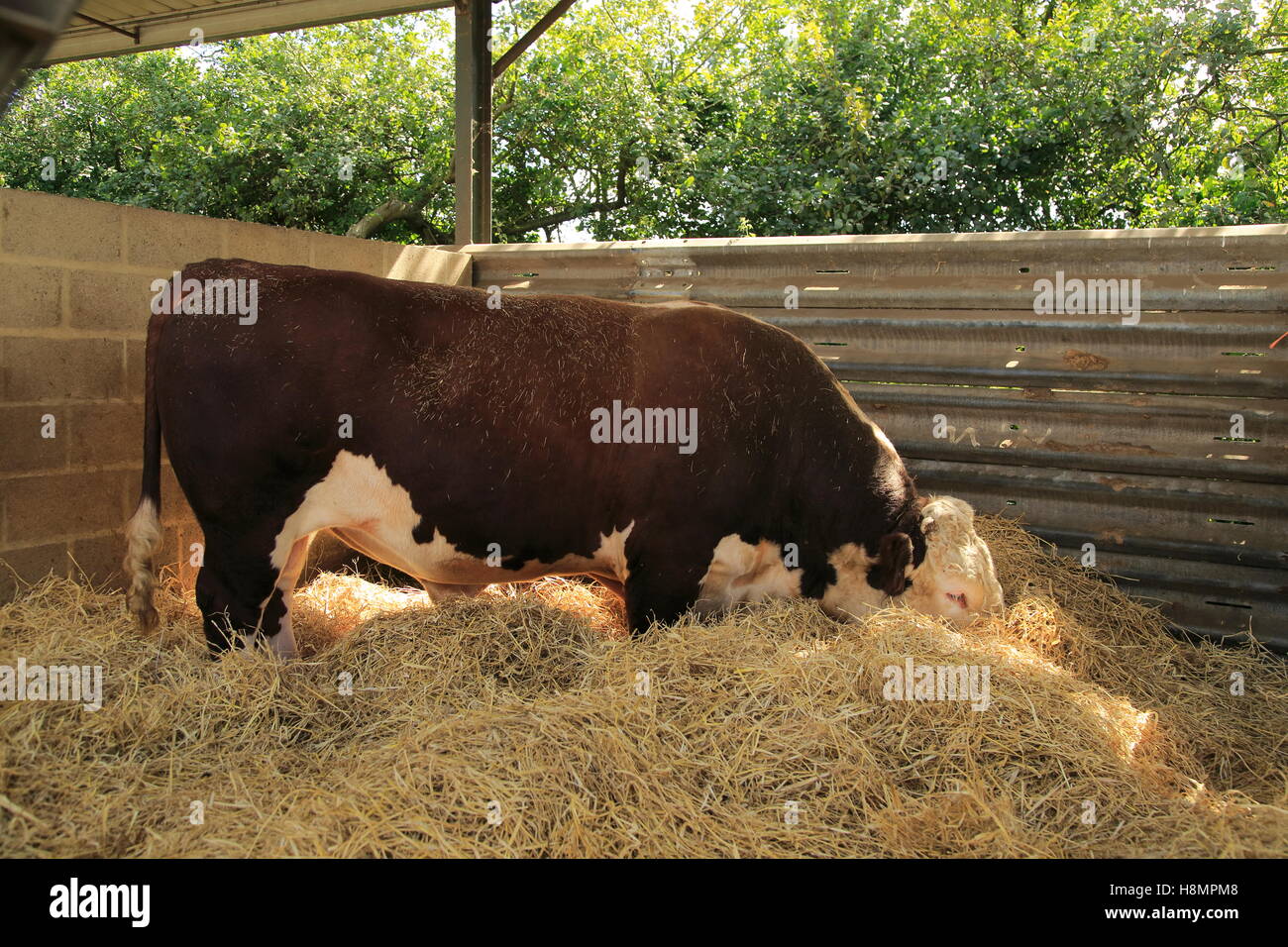 Hereford bull eating hay in barn, Boyton, Suffolk, England Stock Photo ...