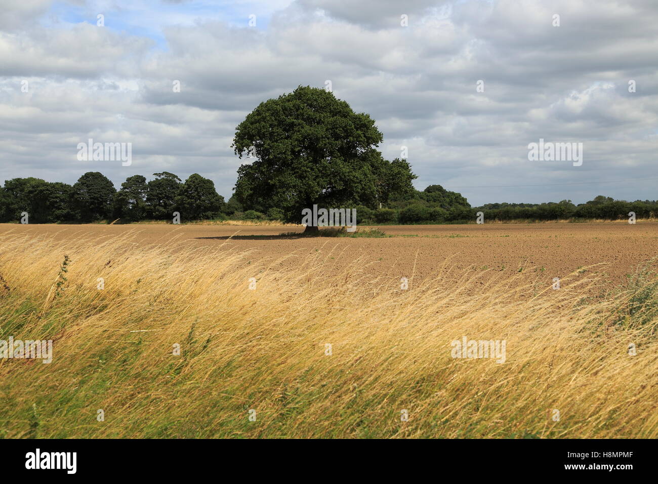 Single large oak tree standing in field in Suffolk Sandlings ...