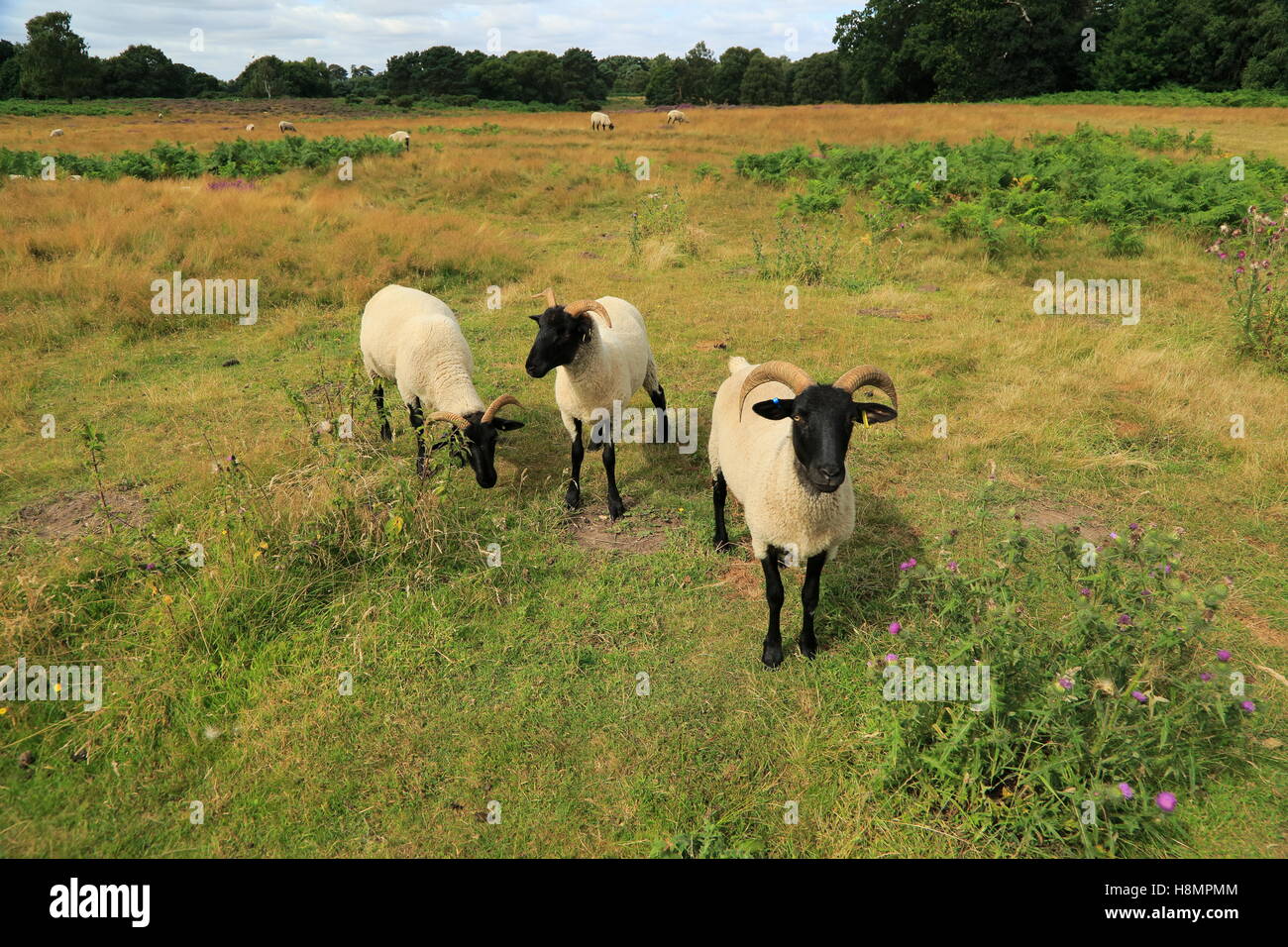 Suffolk Wildlife Trust sheep conservation grazing of heathland, Suffolk ...