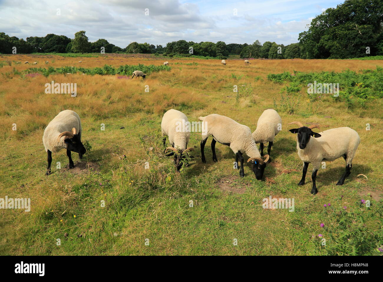 Suffolk Wildlife Trust sheep conservation grazing of heathland, Suffolk ...