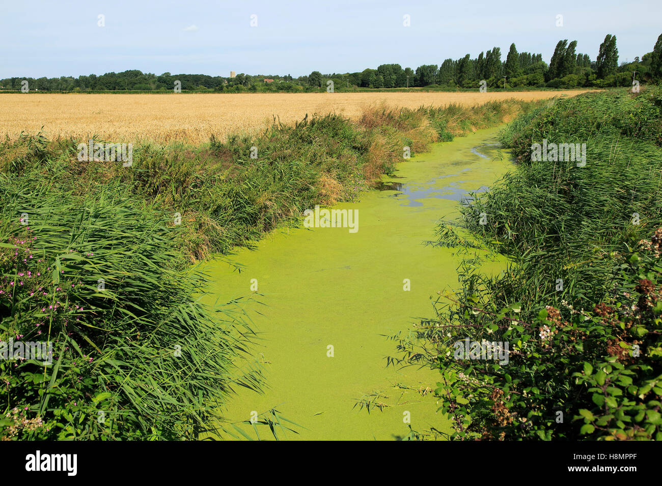 Eutrophication of drainage ditch in marshland Hollesley, Suffolk ...