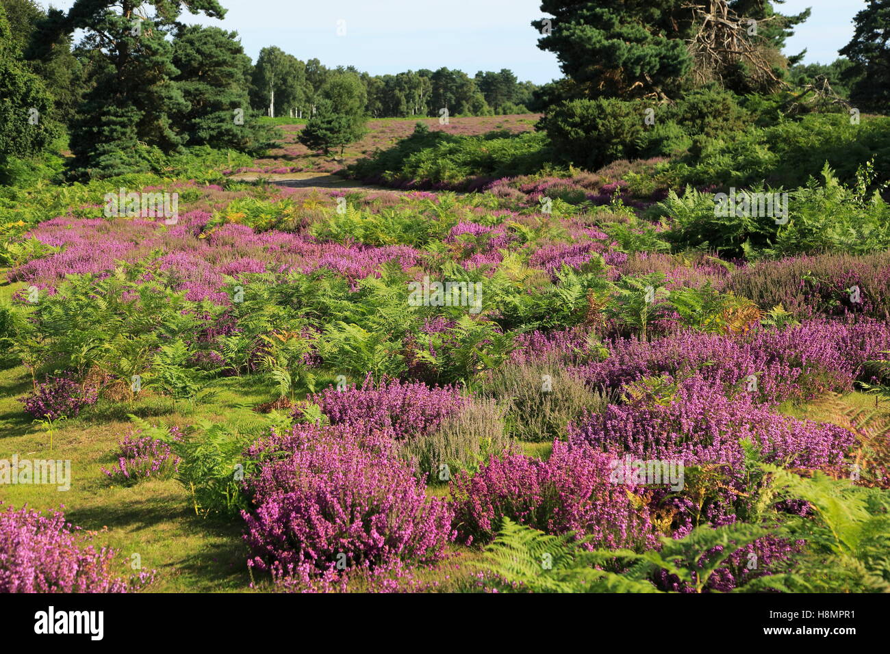 Heather plants, Calluna vulgaris, purple flowers, heathland vegetation, Sutton Heath, Suffolk ...