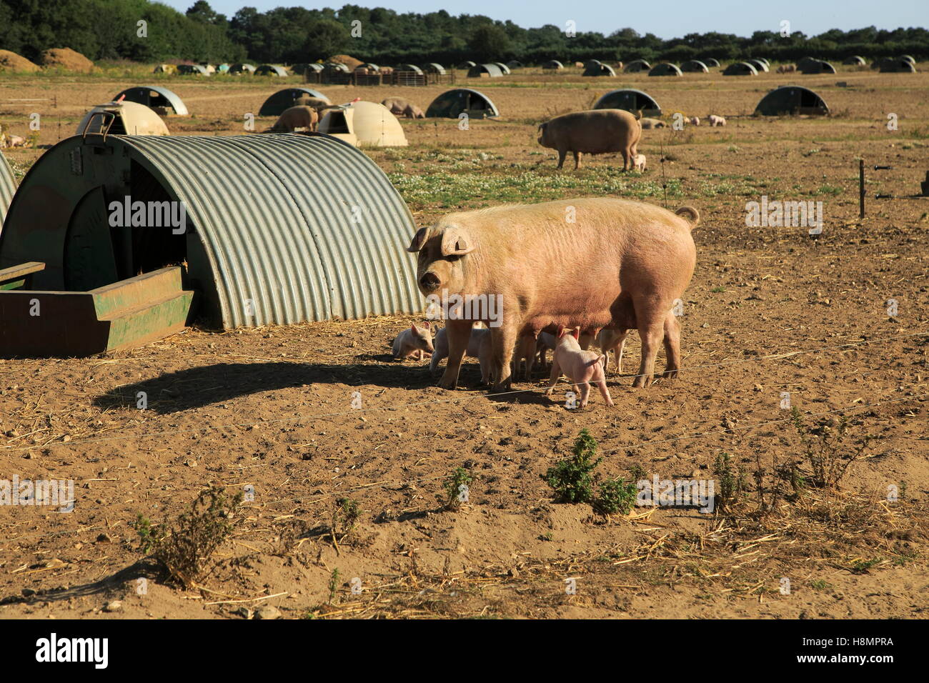 Free range pig farming pork production shottisham hi-res stock ...