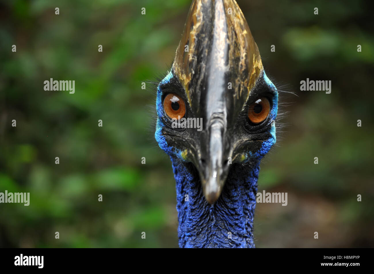 Detail of Cassowary Bird Stock Photo - Alamy
