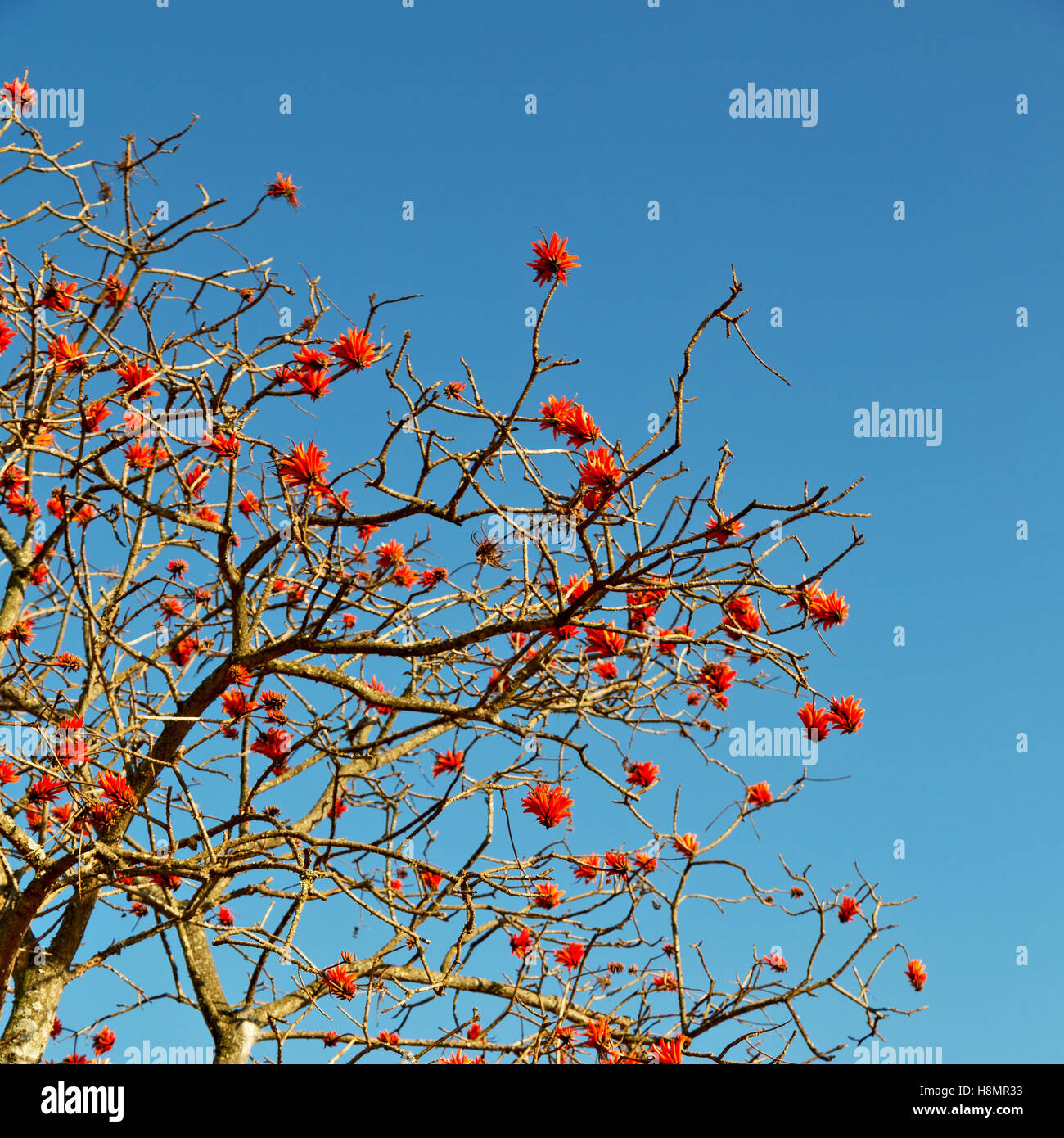 Kafferboom hi-res stock photography and images - Alamy