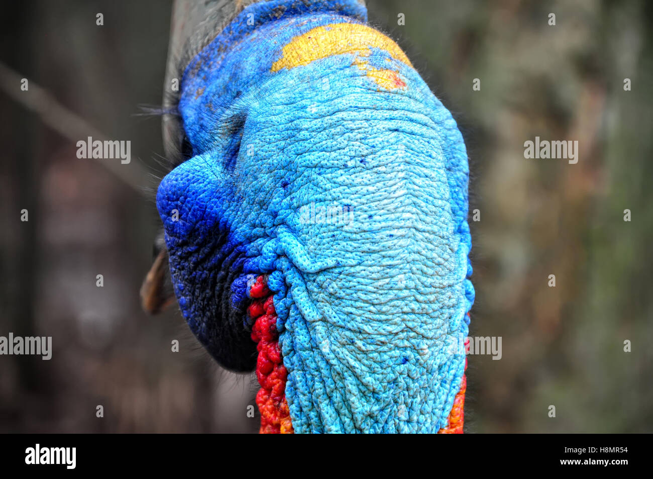 Backside head detail of Cassowary Bird Stock Photo - Alamy