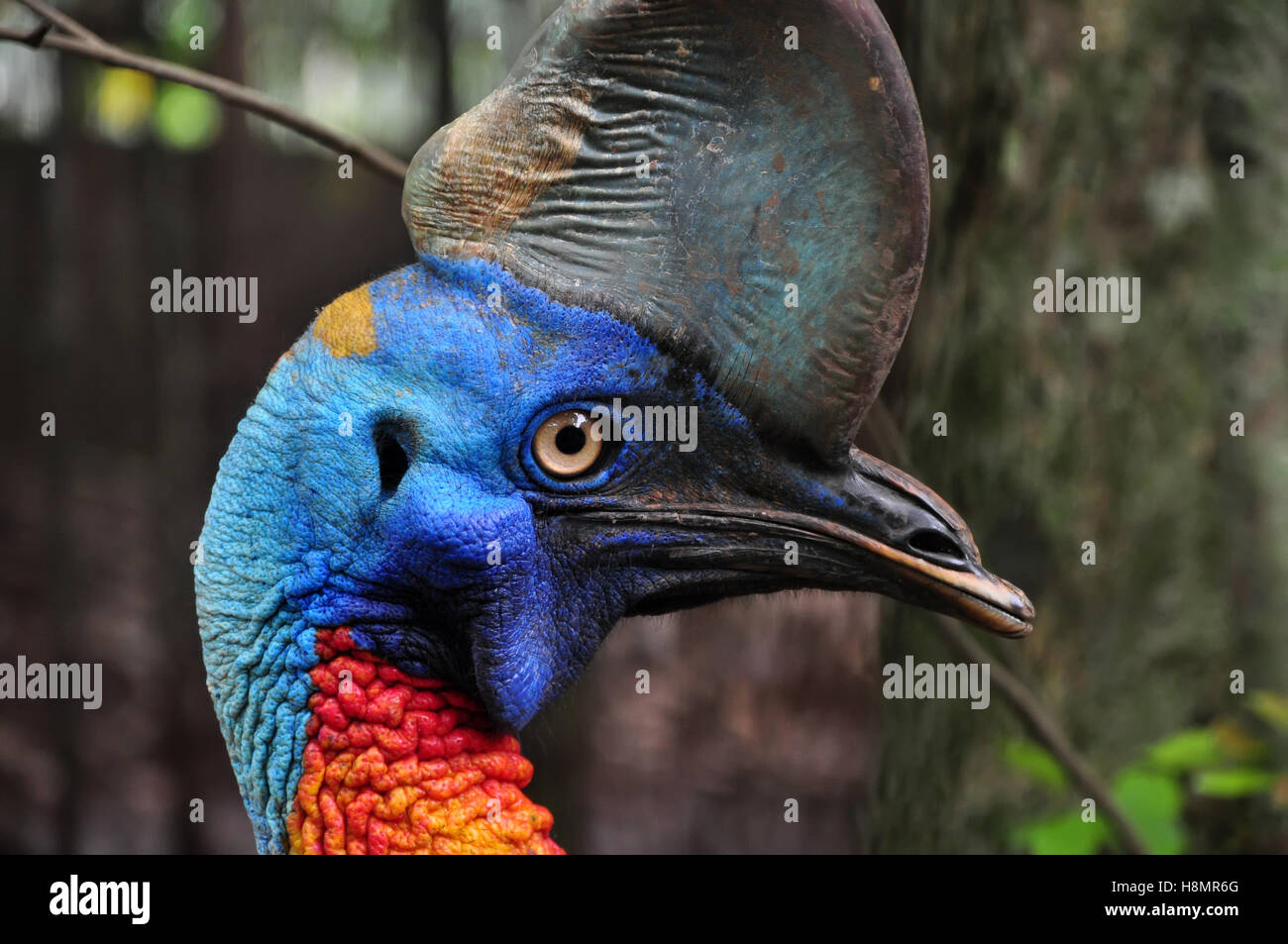 Detail of Cassowary Bird Stock Photo - Alamy