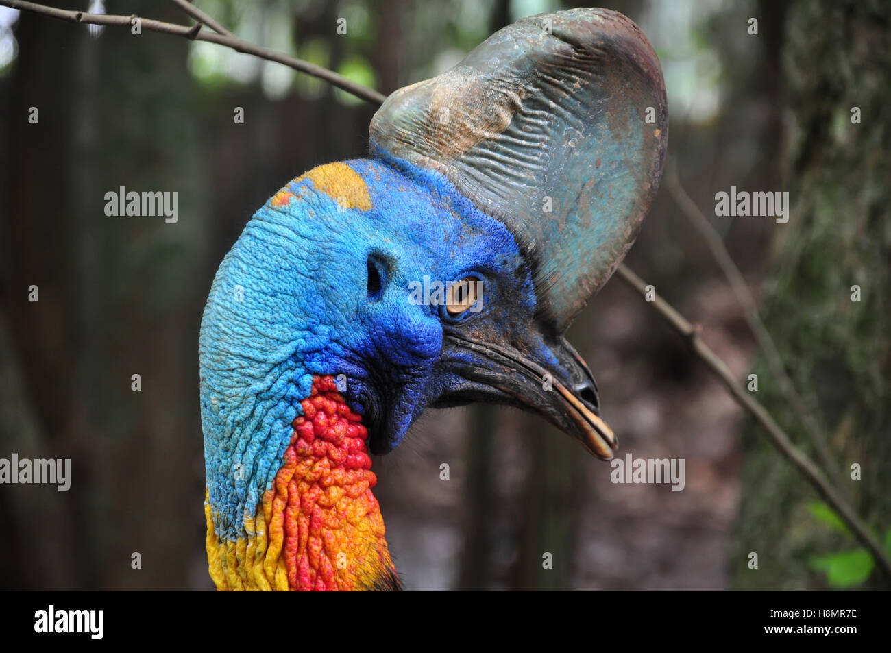 Detail of Cassowary Bird Stock Photo - Alamy