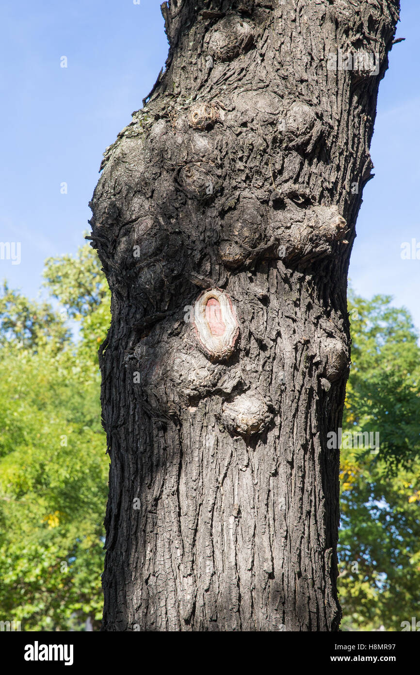 Thick tree trunk hi-res stock photography and images - Alamy