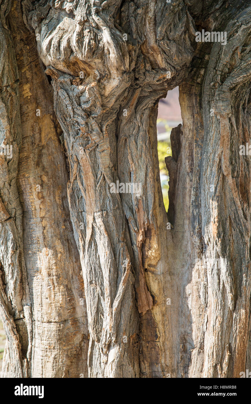 Thick tree trunk hi-res stock photography and images - Alamy