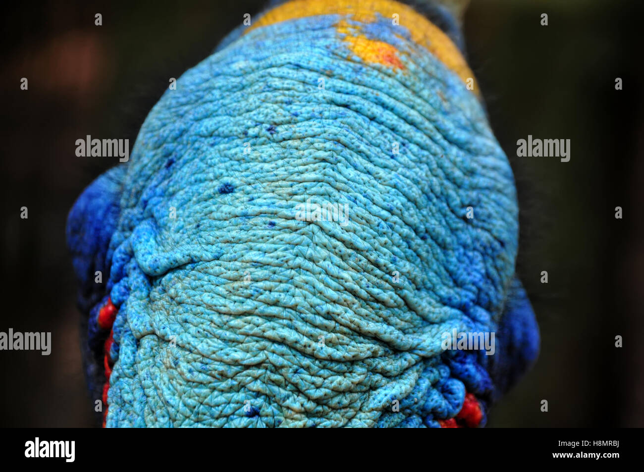 Backside head detail of Cassowary Bird Stock Photo - Alamy