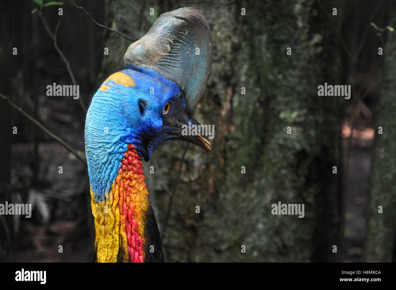 Detail of Cassowary Bird Stock Photo - Alamy