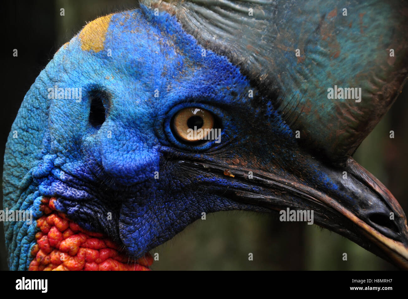 Detail of Cassowary Bird Stock Photo - Alamy