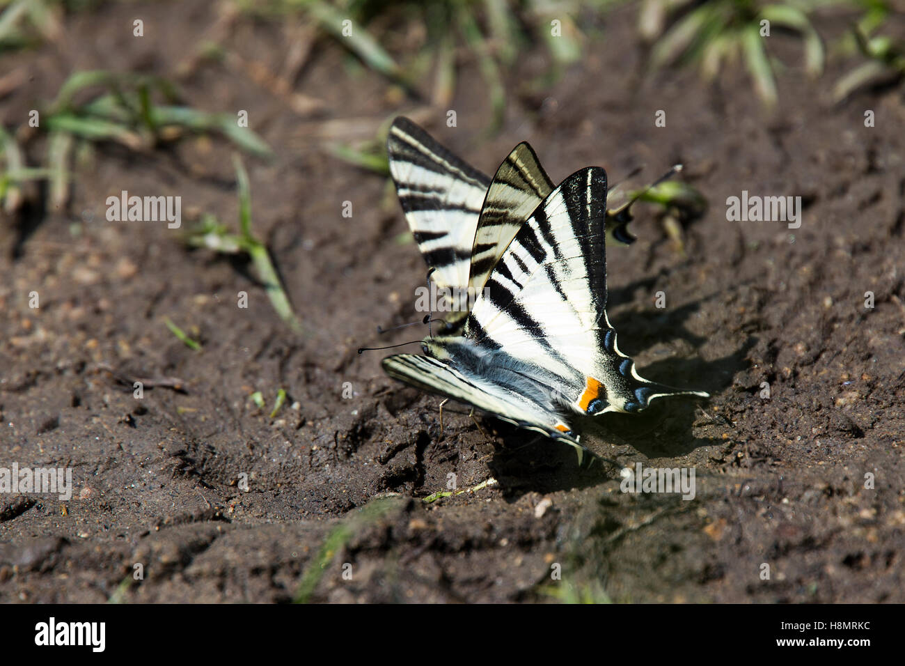 Romanian Wildlife High Resolution Stock Photography and Images - Alamy