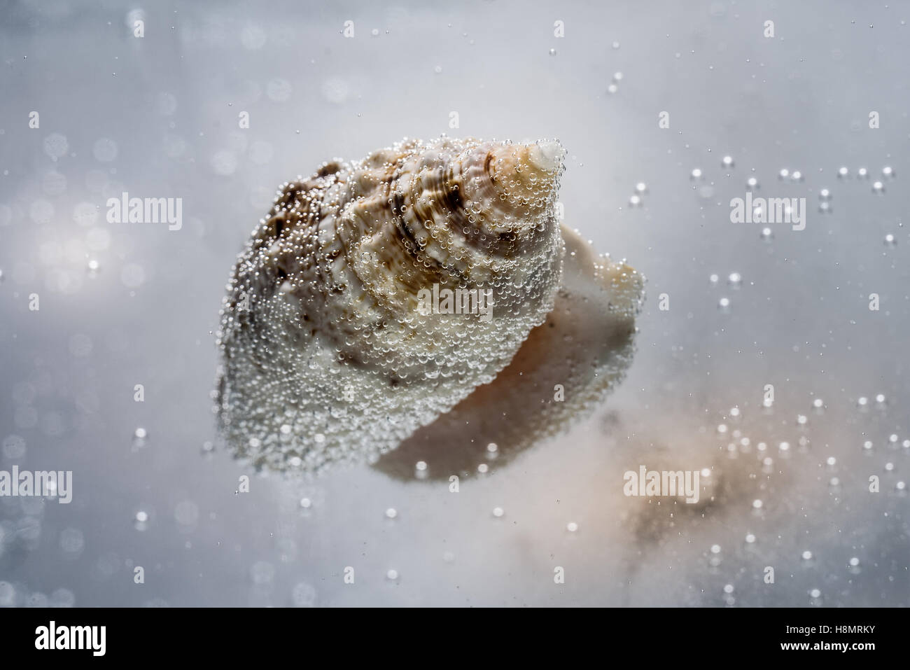 shell in water with bubbles isolated closeup on a light background ...