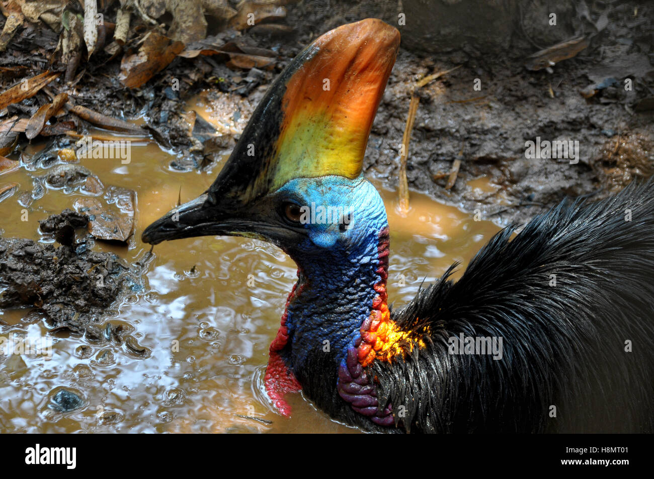 Detail of Cassowary Bird Stock Photo - Alamy